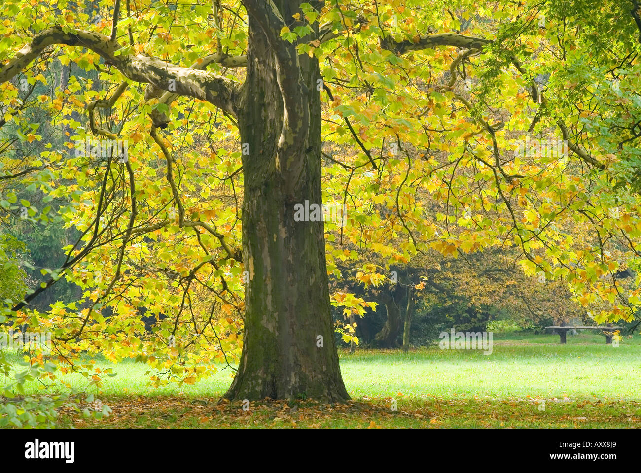 Plane tree turning yellow in autumn Platanus acerifolia Stock Photo - Alamy