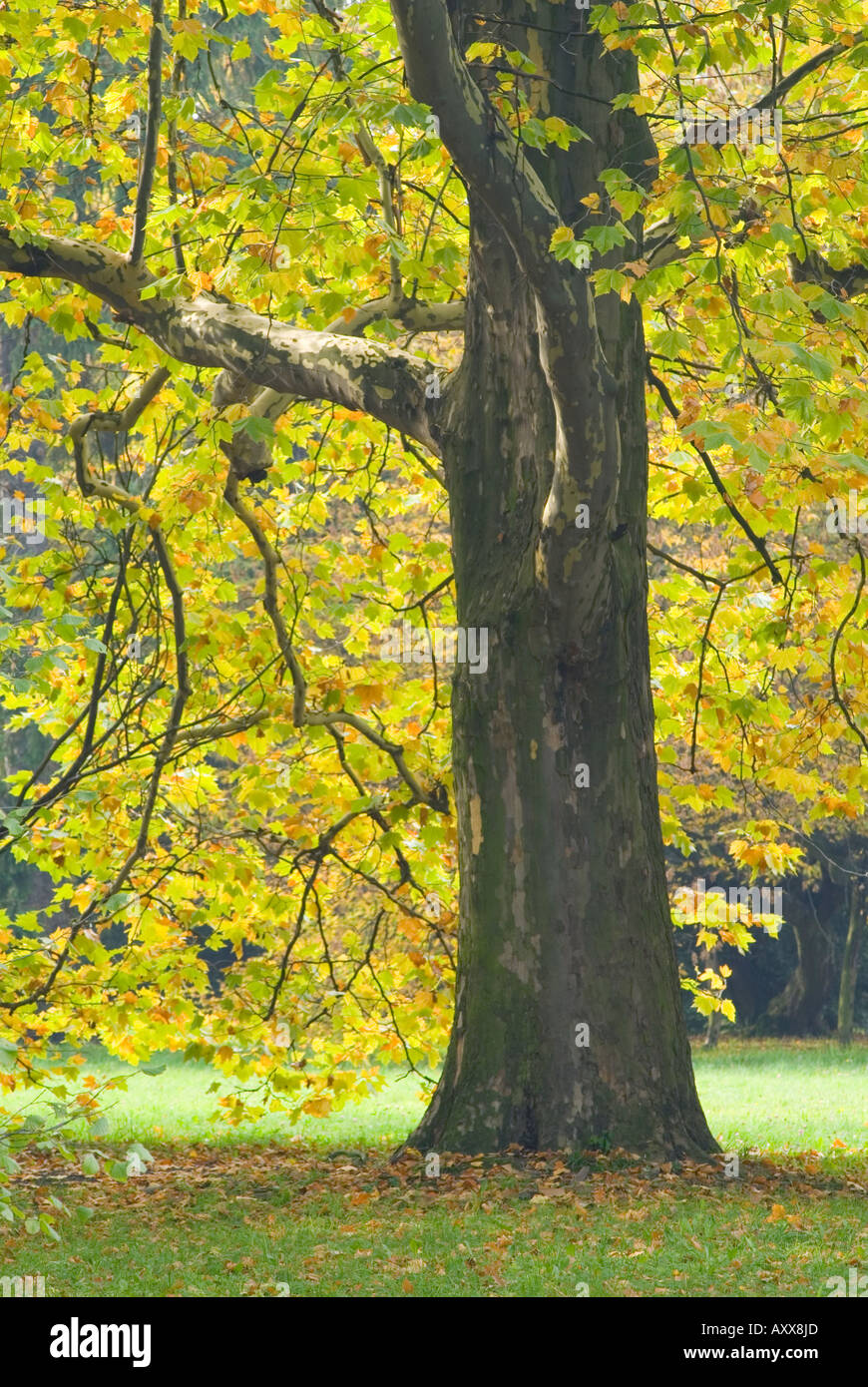 Plane tree turning yellow in autumn Platanus acerifolia Stock Photo - Alamy