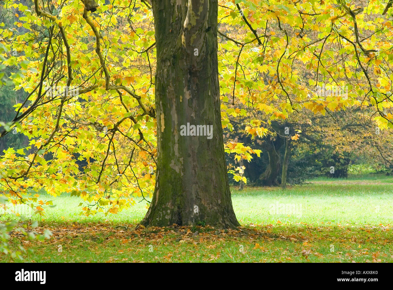 Plane tree turning yellow in autumn Platanus acerifolia Stock Photo - Alamy