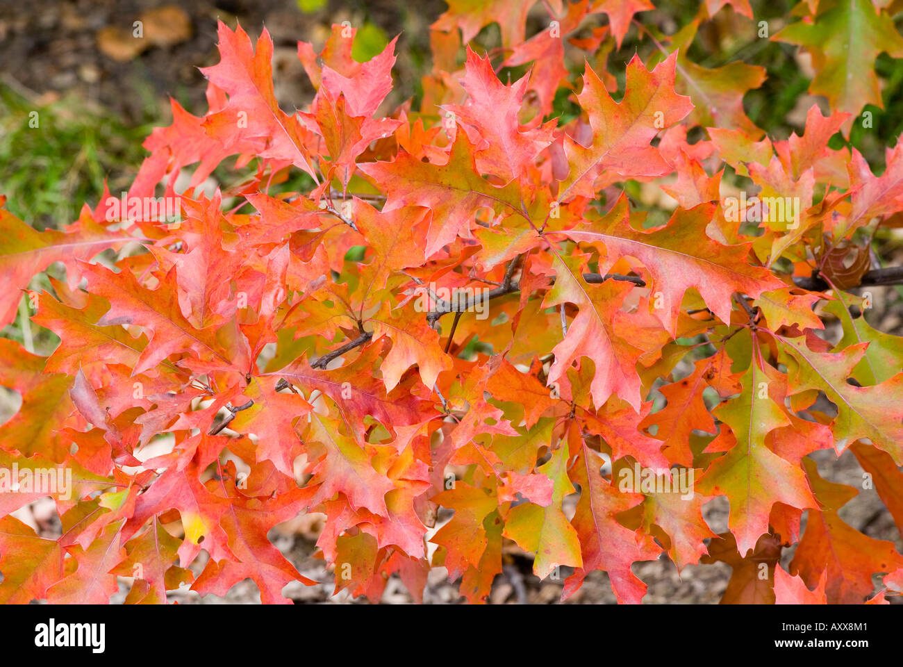 Pin oak tree leaves turning red in autumn Quercus palustris Stock Photo ...