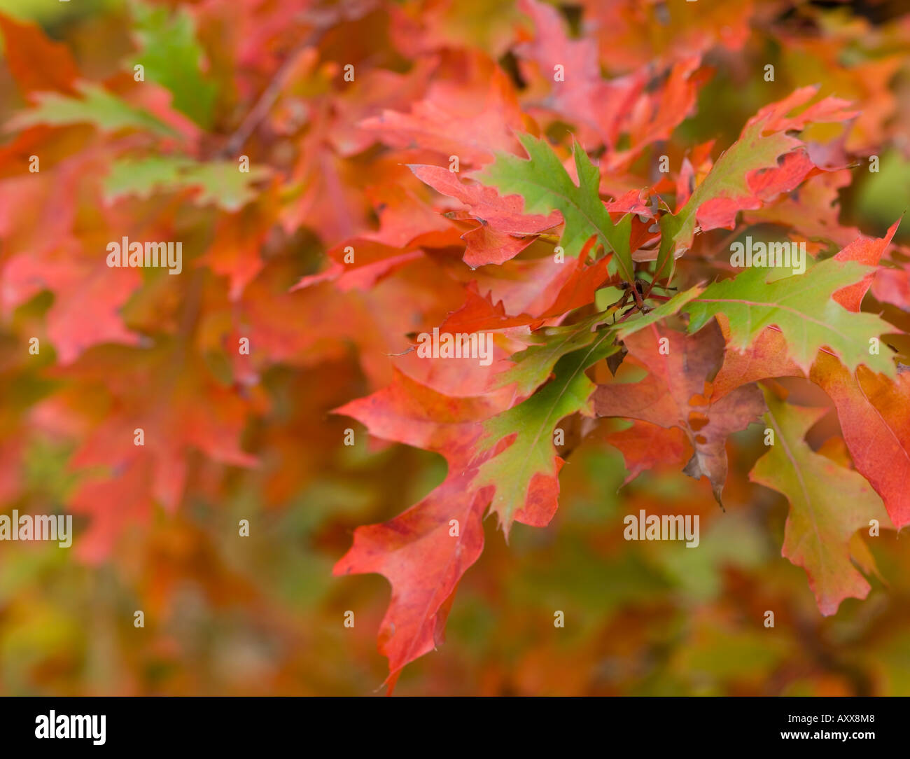 Pin oak tree leaves turning red in autumn Quercus palustris Stock Photo ...