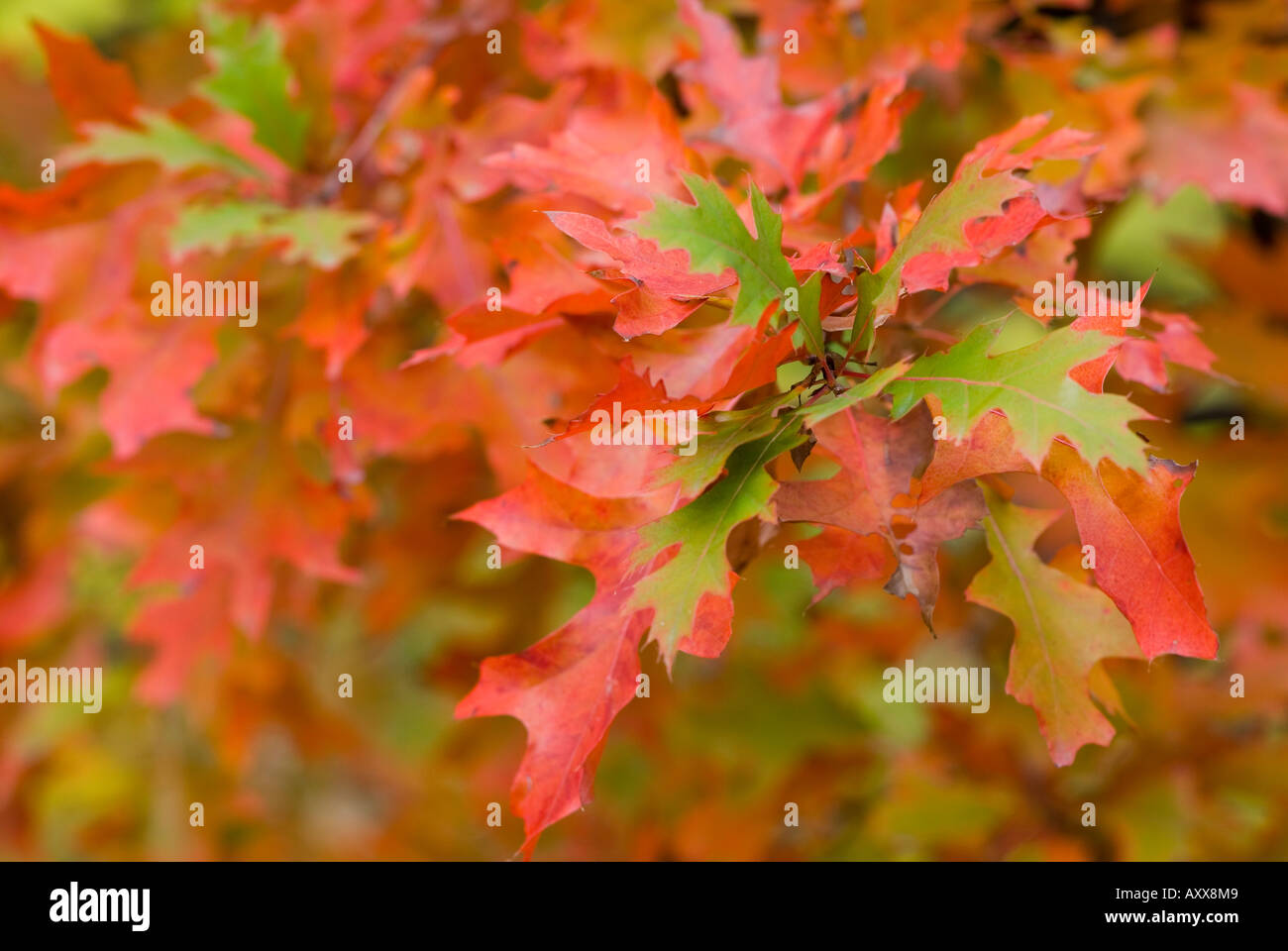 Pin oak tree leaves turning red in autumn Quercus palustris Stock Photo ...
