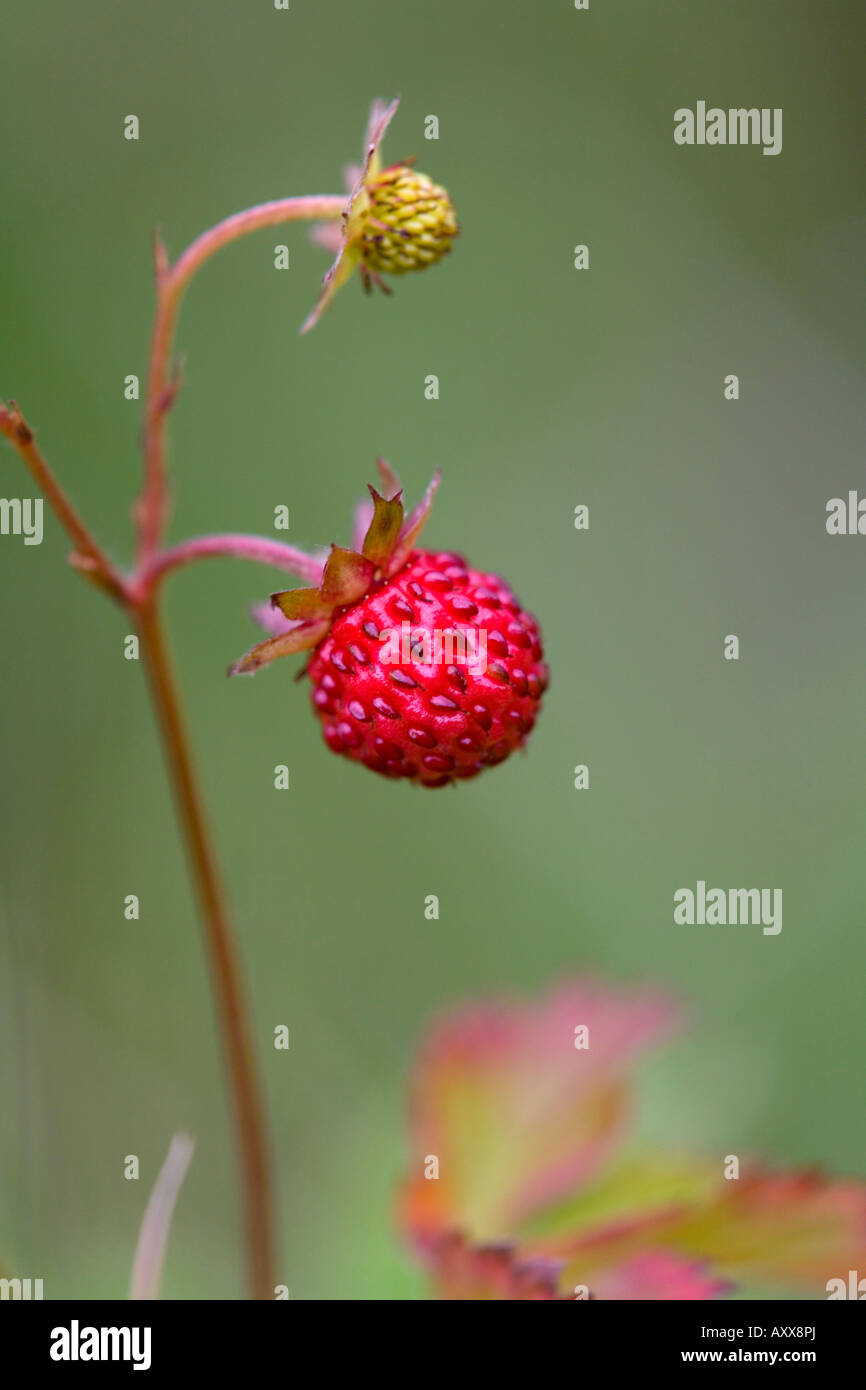 Fragaria vesca countryside hi-res stock photography and images - Alamy