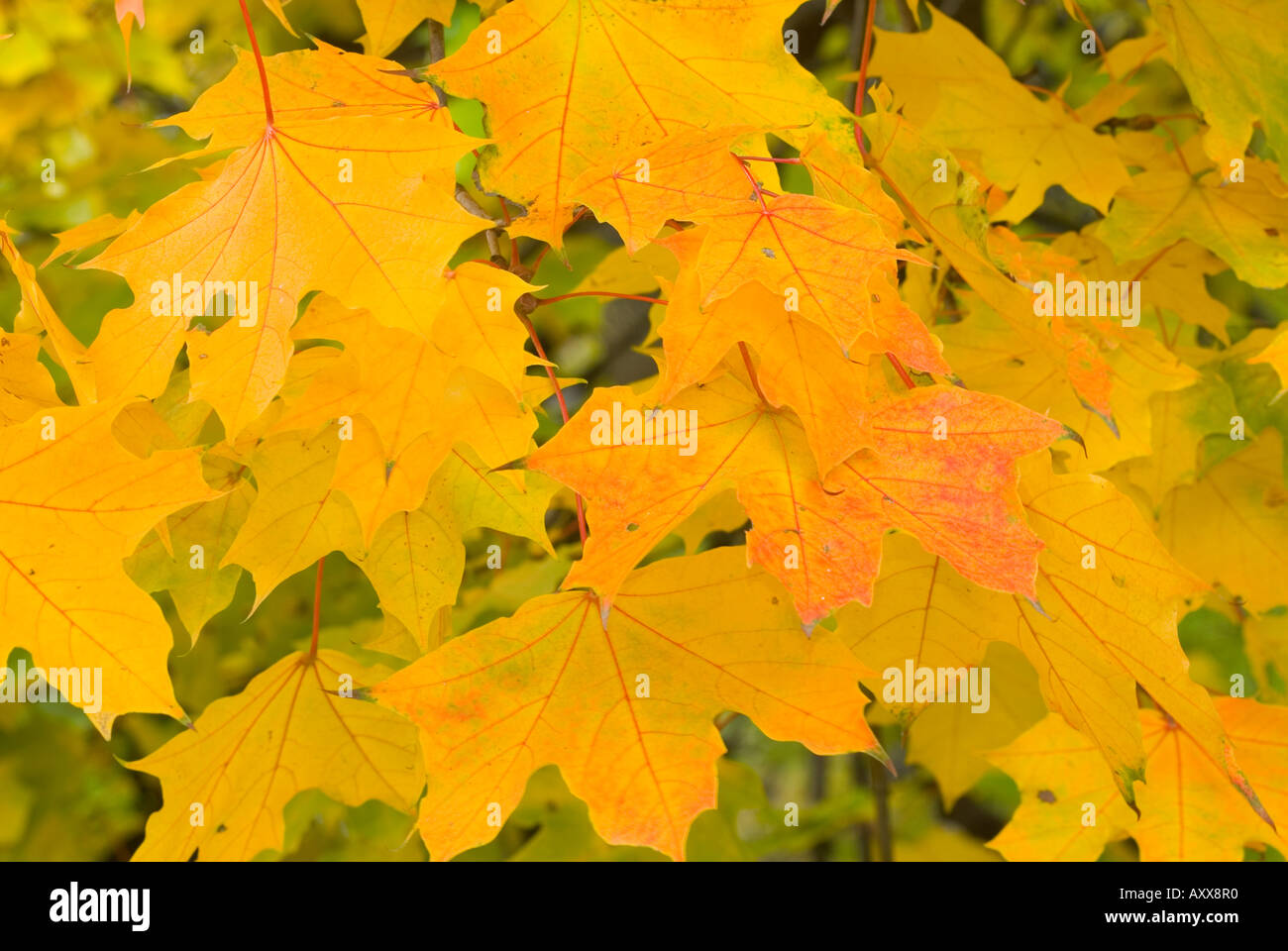 Yellow Maple tree leaves in autumn Acer platanoides Stock Photo - Alamy
