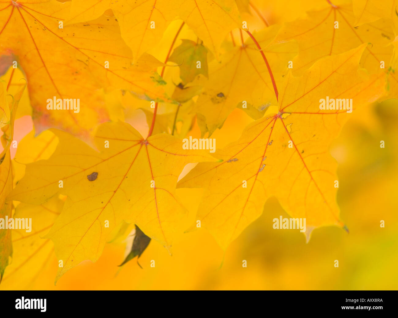 Yellow Maple tree leaves in autumn Acer platanoides Stock Photo - Alamy