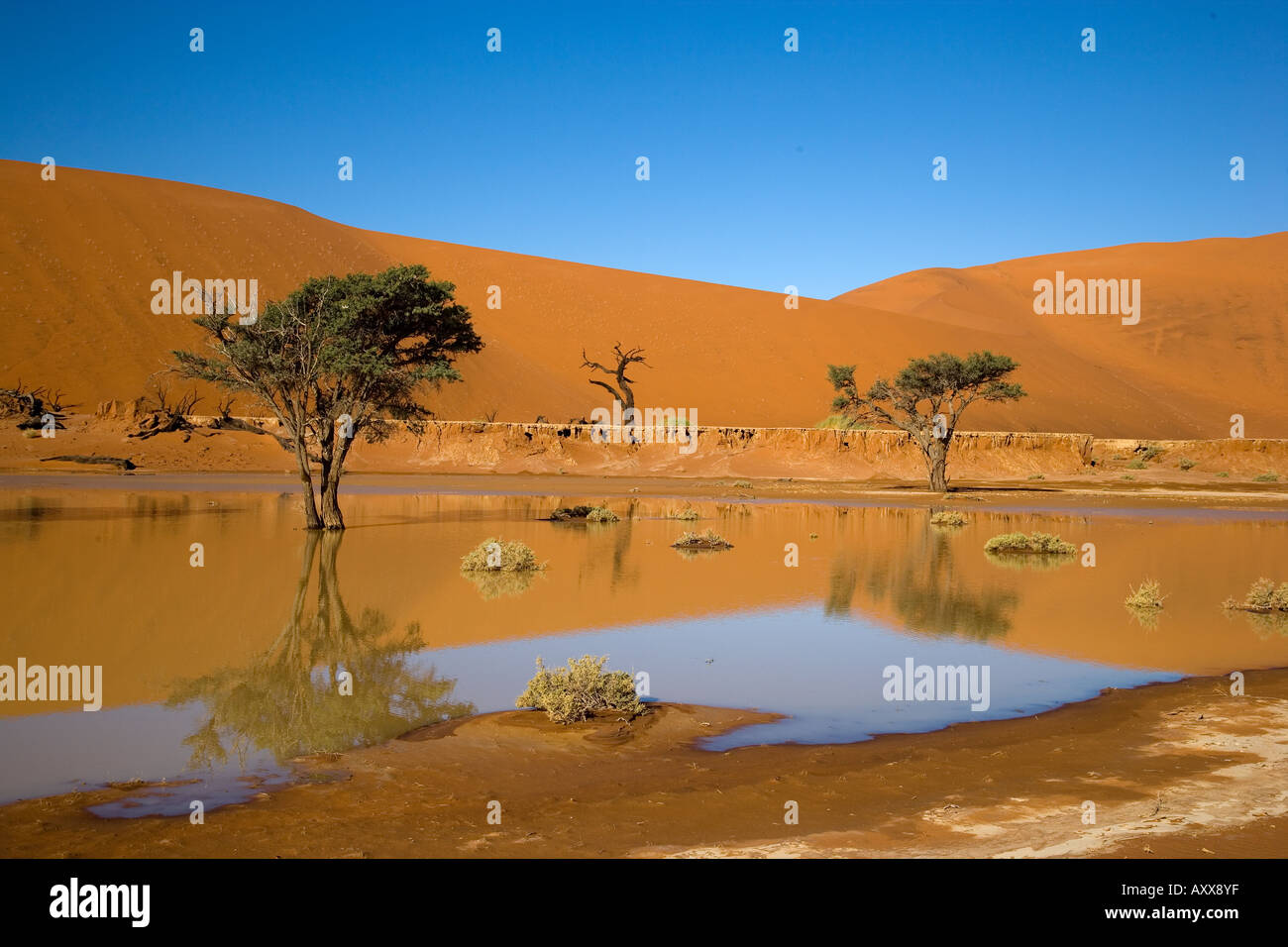 Namib desert after rain hi-res stock photography and images - Alamy