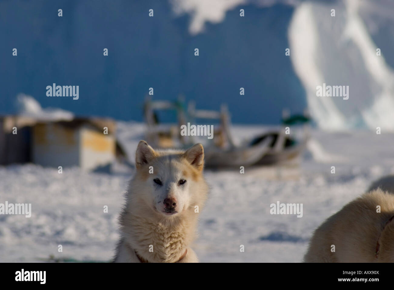 A sled dog looks on with an iceberg in the background Stock Photo - Alamy