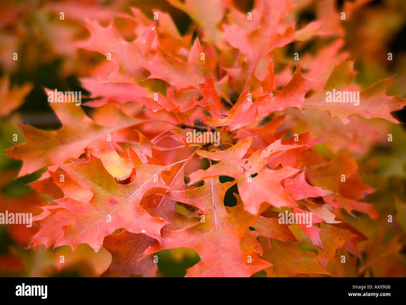 Pin oak tree leaves turning red in autumn Quercus palustris Stock Photo ...