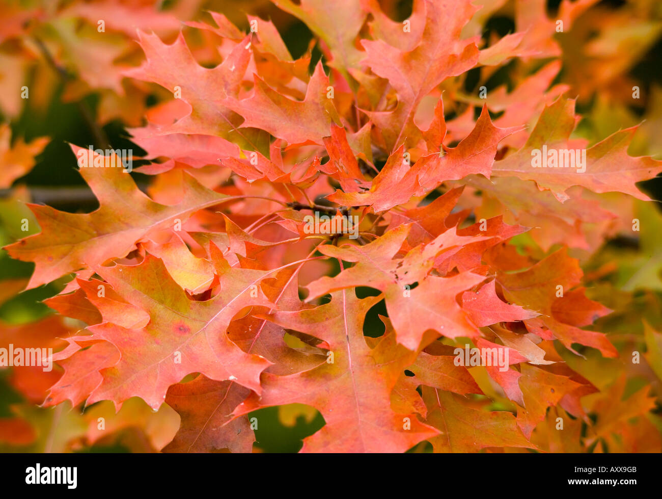 Pin oak tree leaves turning red in autumn Quercus palustris Stock Photo ...