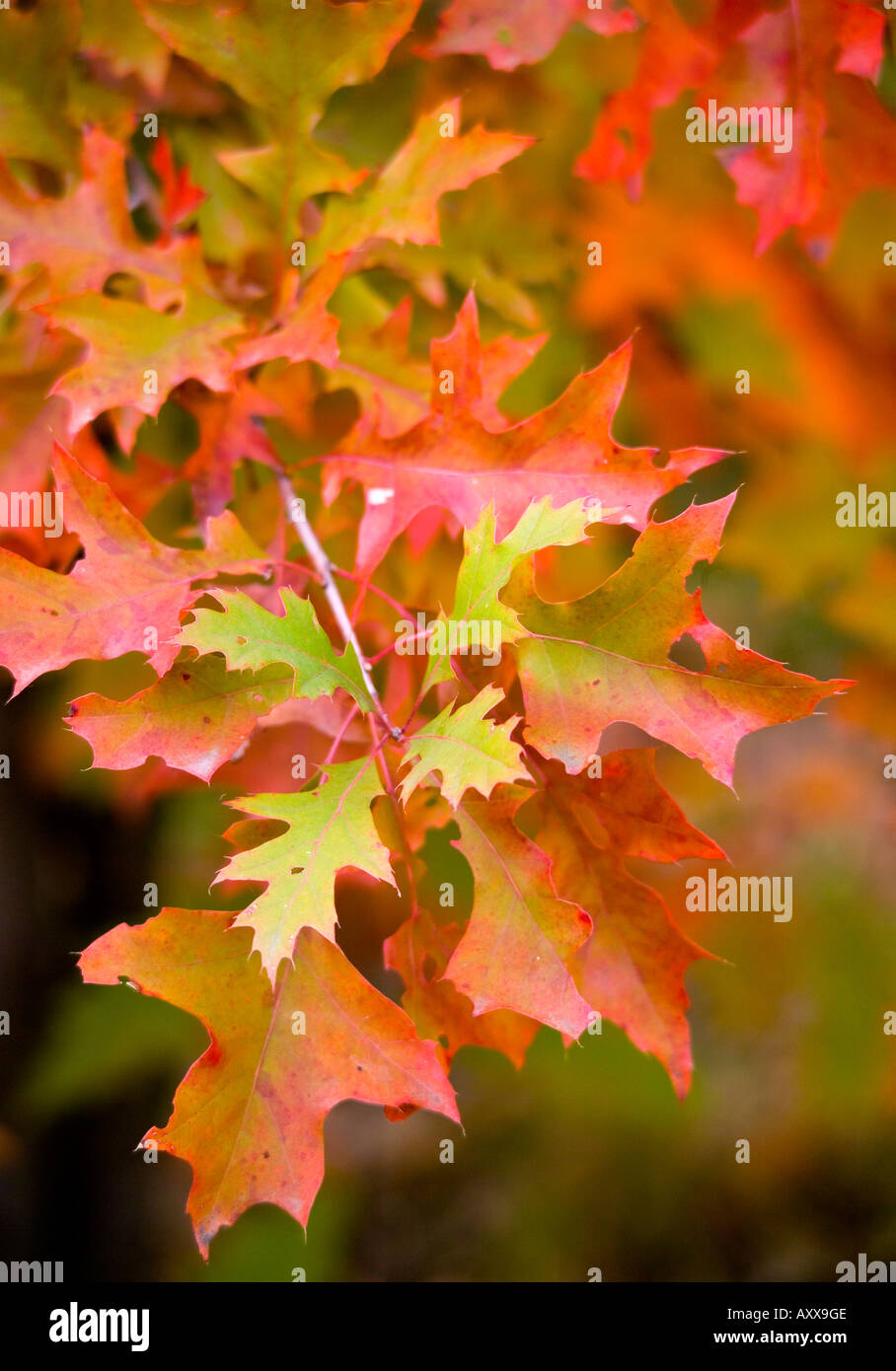 Pin oak tree leaves turning red in autumn Quercus palustris Stock Photo ...