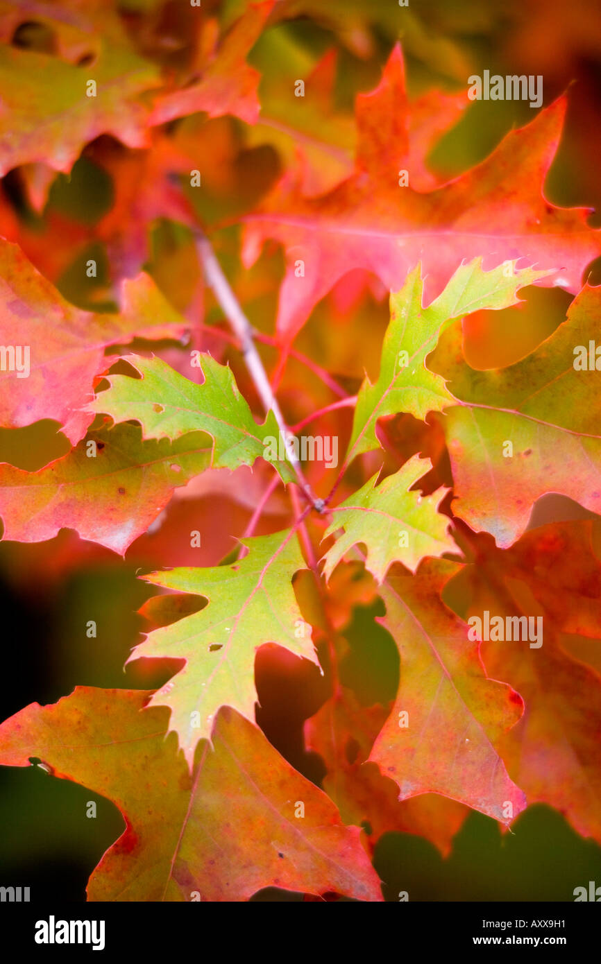 Pin oak tree leaves turning red in autumn Quercus palustris Stock Photo ...