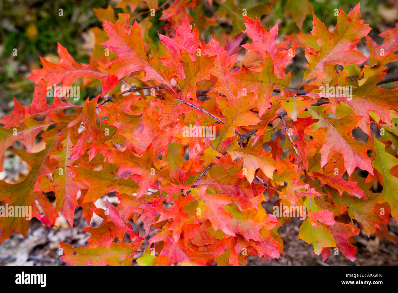 Pin oak tree leaves turning red in autumn Quercus palustris Stock Photo ...