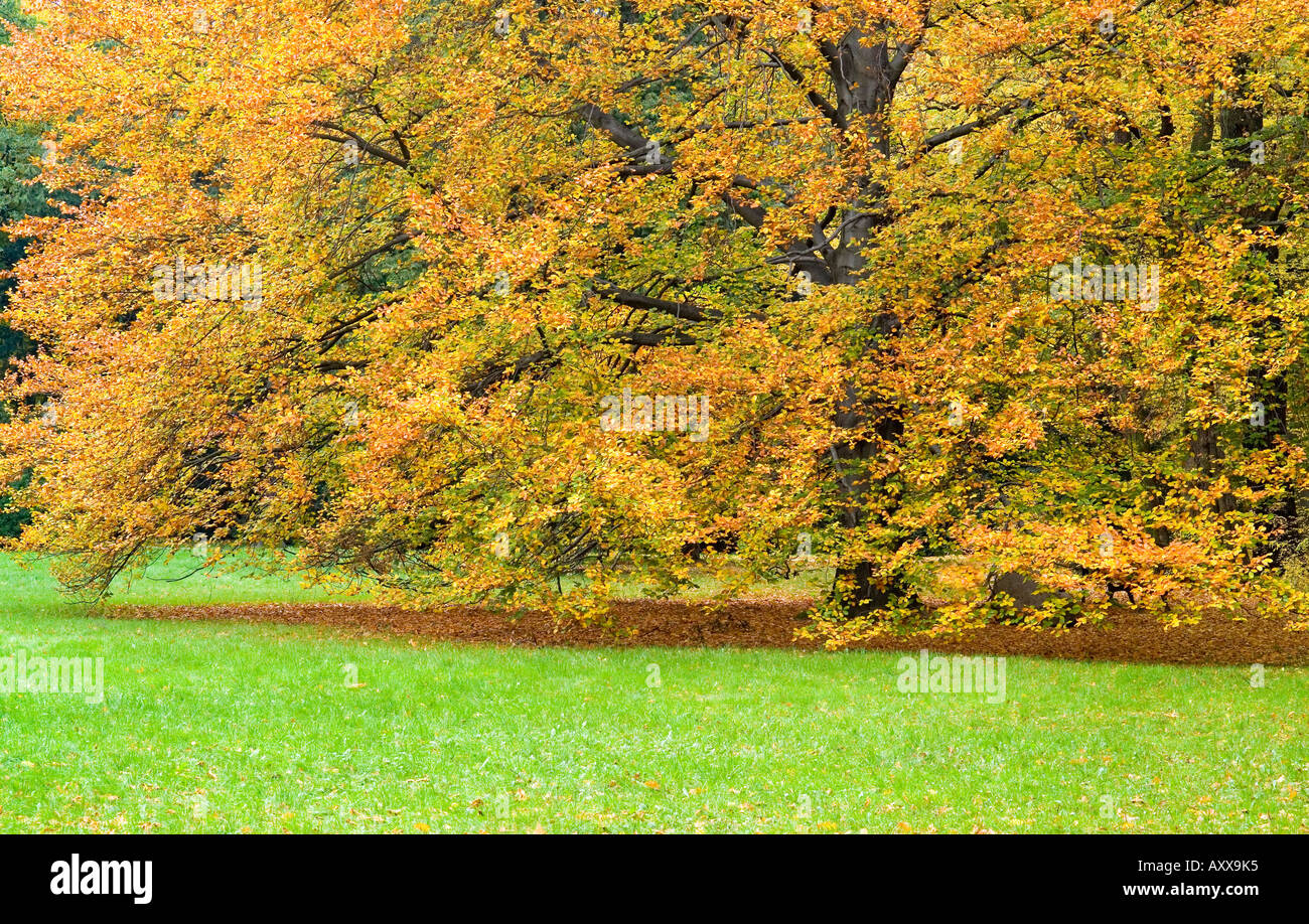 Old Beech tree turning yellow in autumn Fagus sylvatica Stock Photo - Alamy
