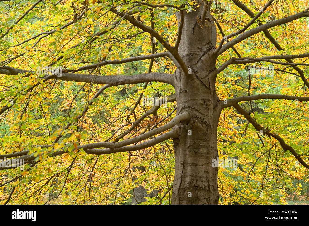old Beech tree turning yellow in autumn Fagus sylvatica Stock Photo - Alamy