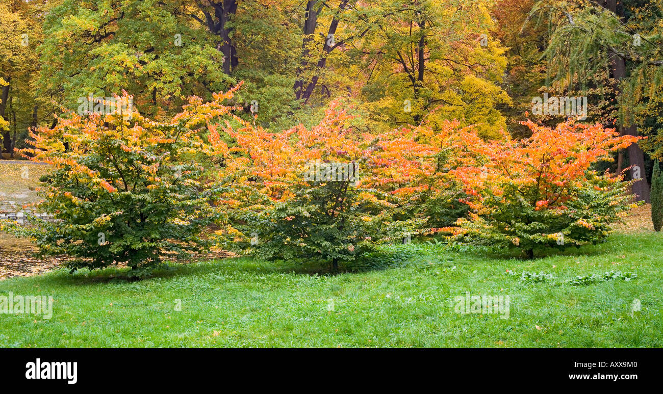 Young beech trees turning red in autumn Fagus sylvatica Stock Photo - Alamy