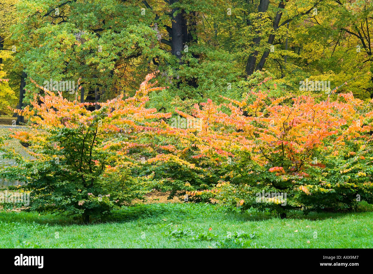 Young beech trees turning red in autumn Fagus sylvatica Stock Photo - Alamy