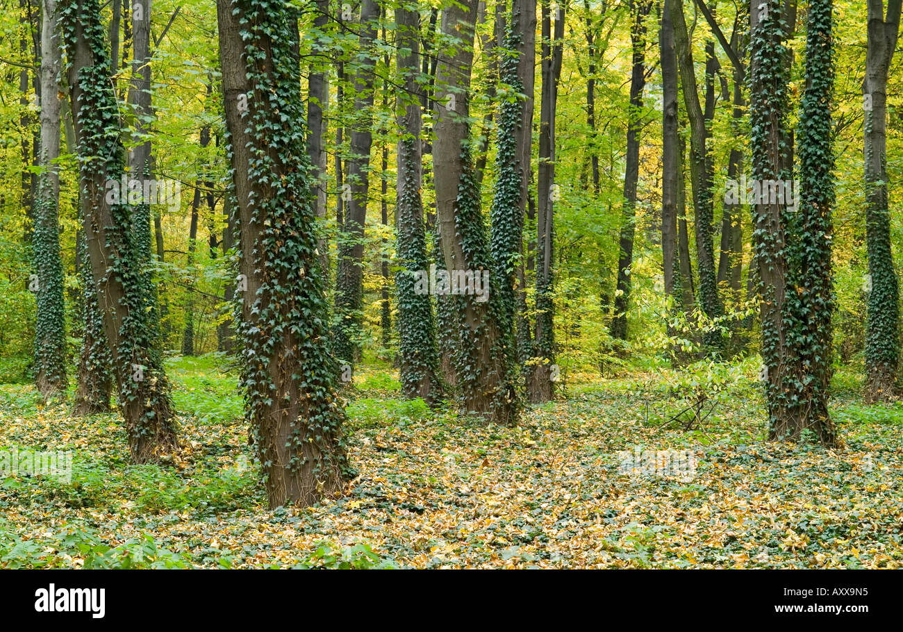 Trees overgrown by ivy Hedera helix Stock Photo - Alamy