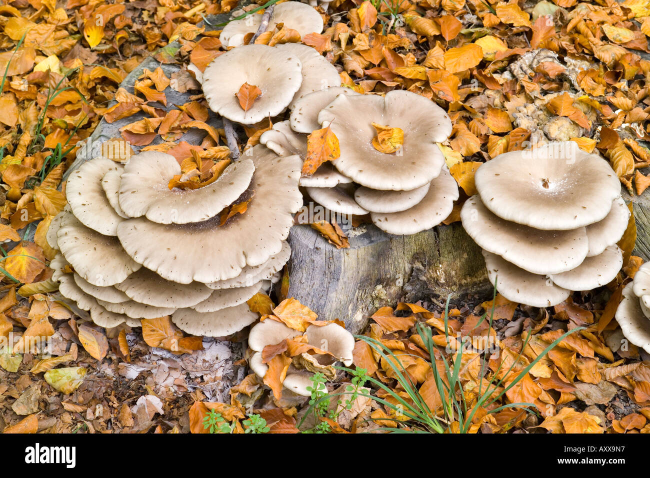Leaves and fungi hi-res stock photography and images - Alamy