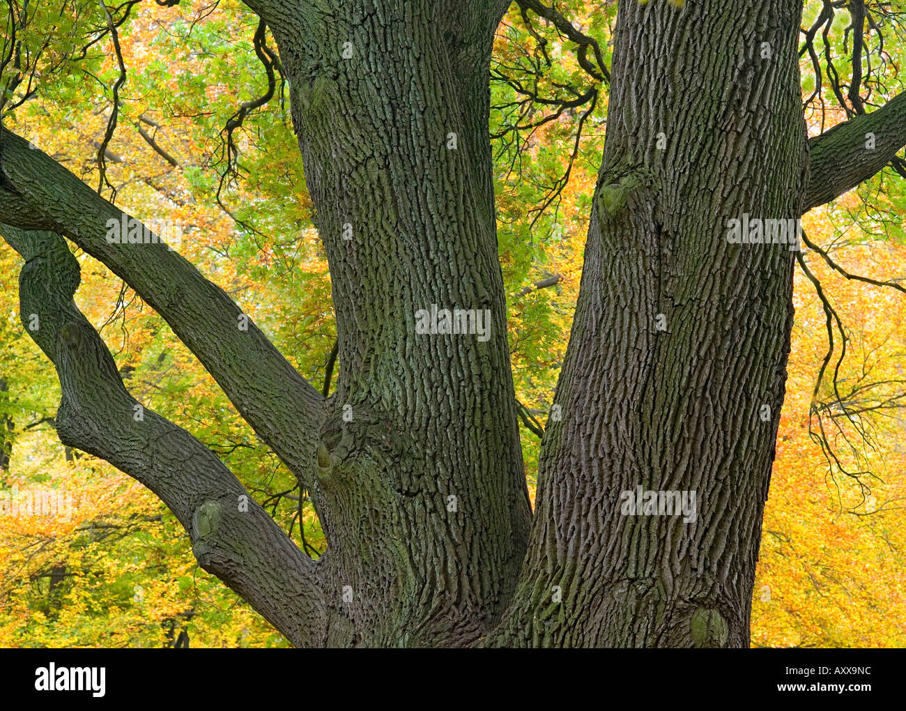 Old oak tree trunk Quercus robur Stock Photo - Alamy