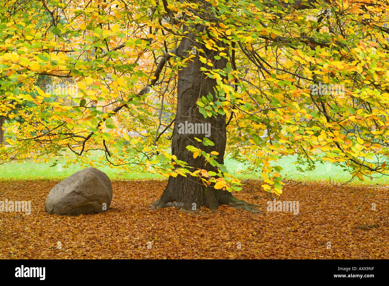 Old Beech tree in autumn turning yellow Fagus sylvatica Stock Photo - Alamy