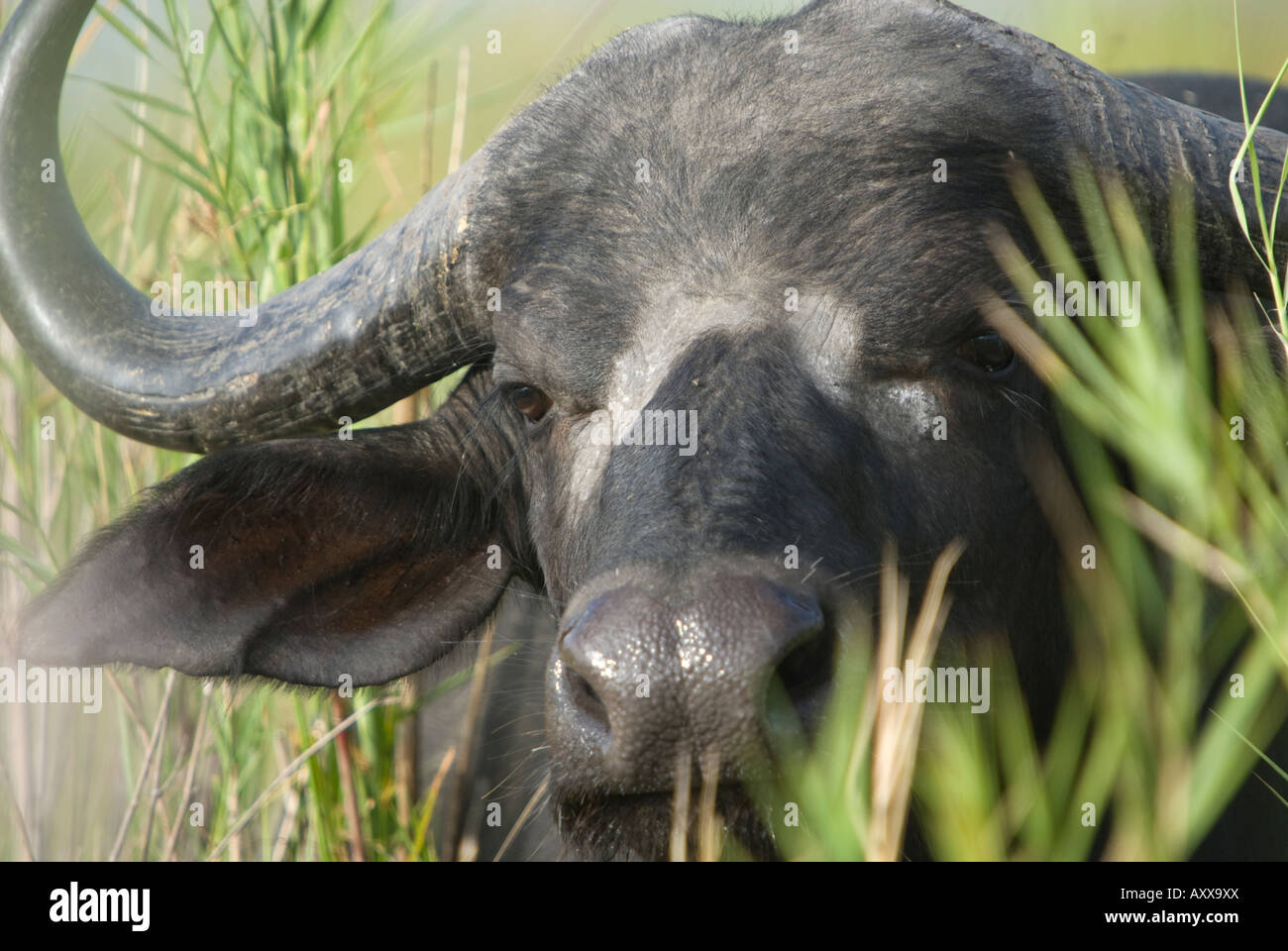Close up portrait african buffalo hi-res stock photography and images ...