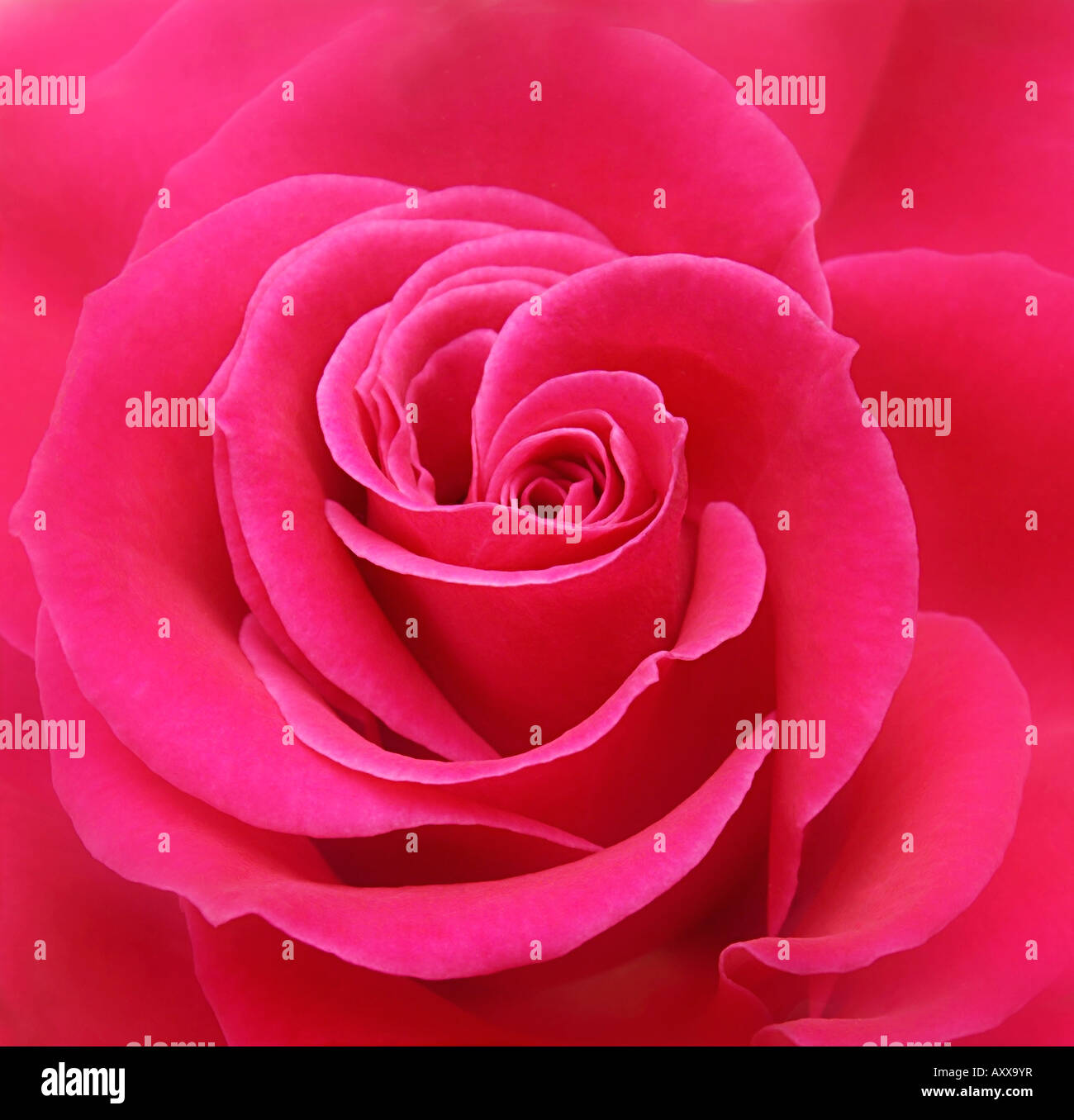 Flower, Rose, Rosa, Red, Plant Stock Photo - Alamy