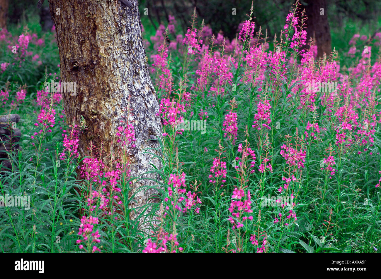 Alaska flower fields hi-res stock photography and images - Alamy