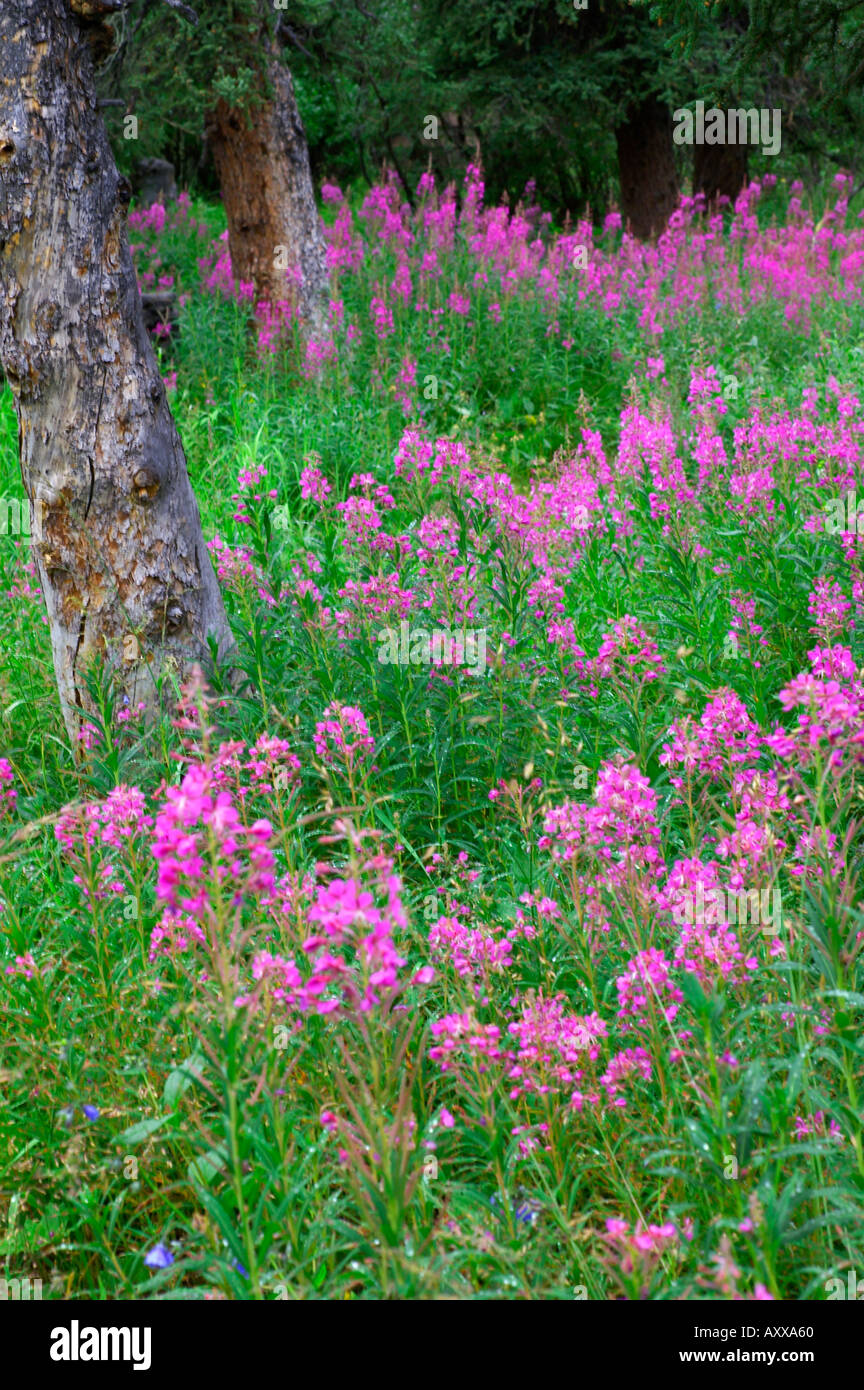 fireweed fields alaska Stock Photo - Alamy