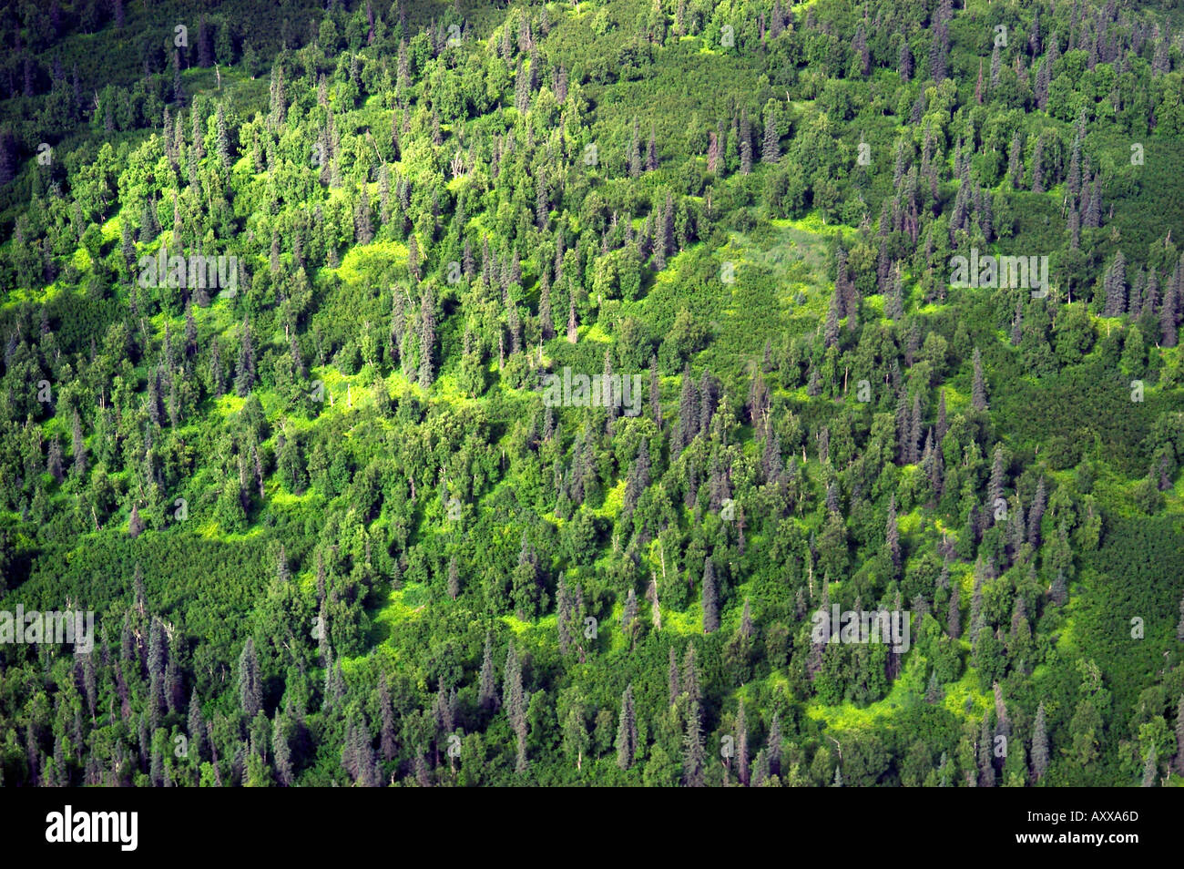 forest landscape Alaska Stock Photo - Alamy