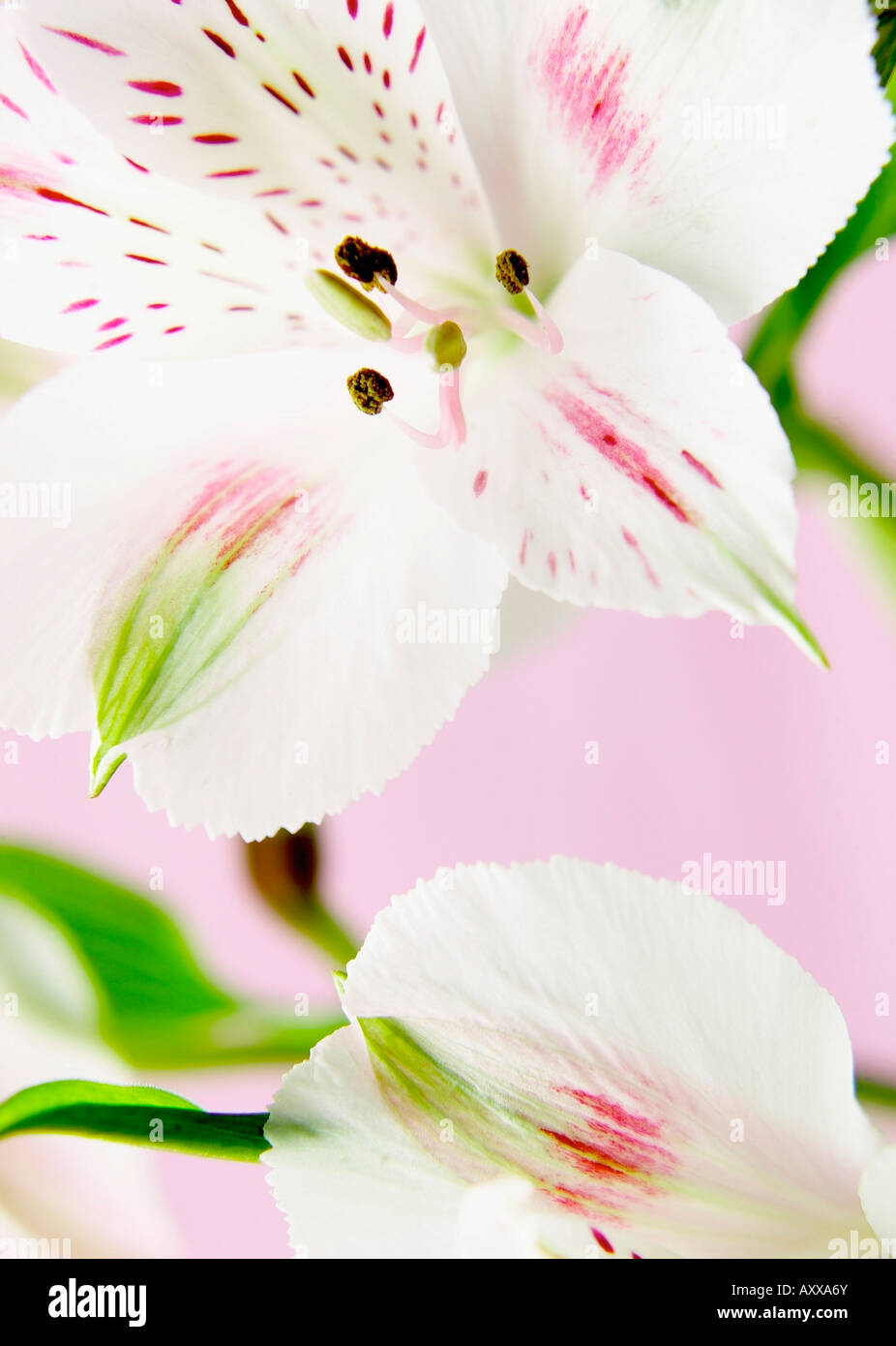 White peruvian lilies hi-res stock photography and images - Alamy