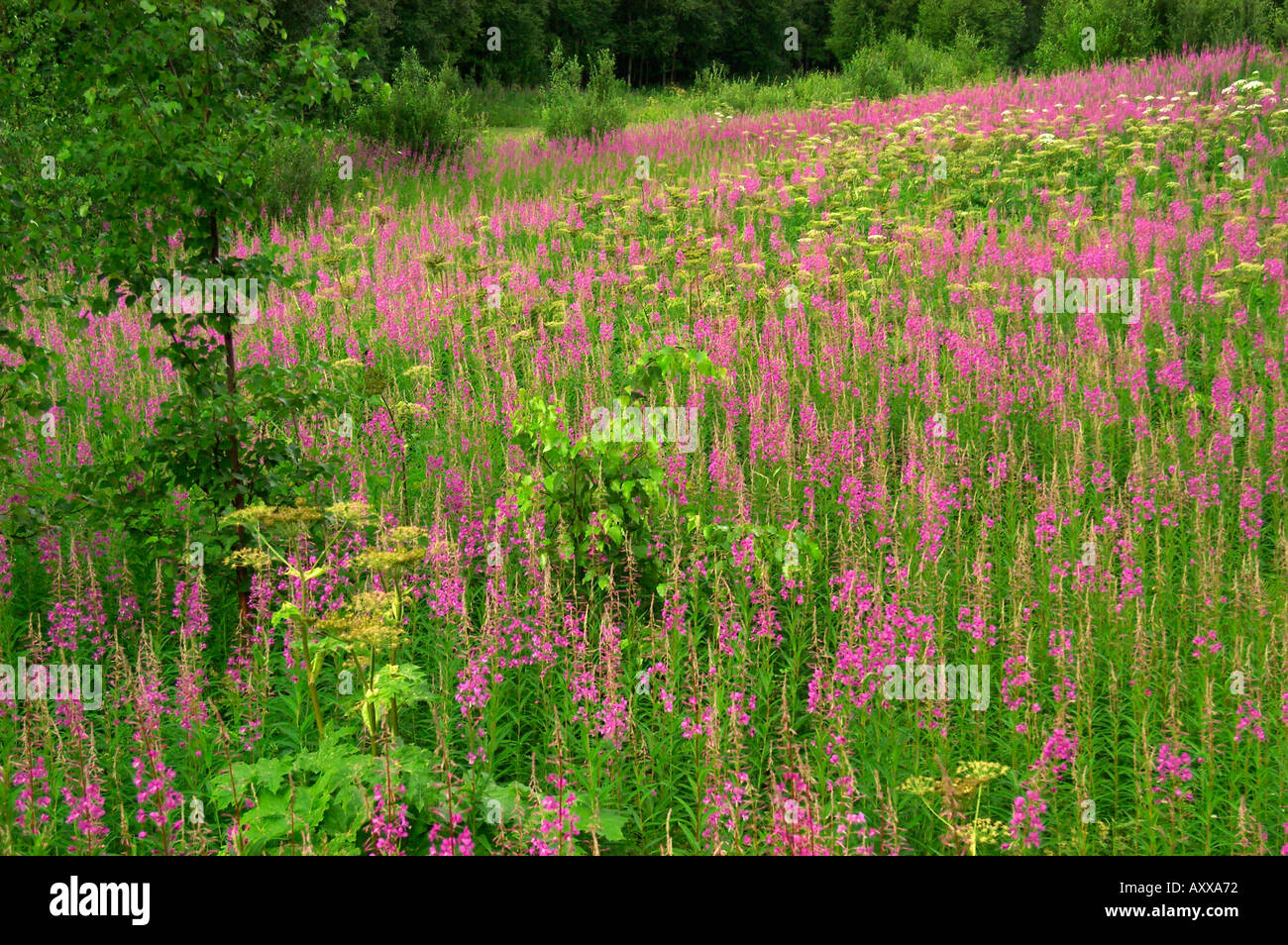 Firewees hi-res stock photography and images - Alamy