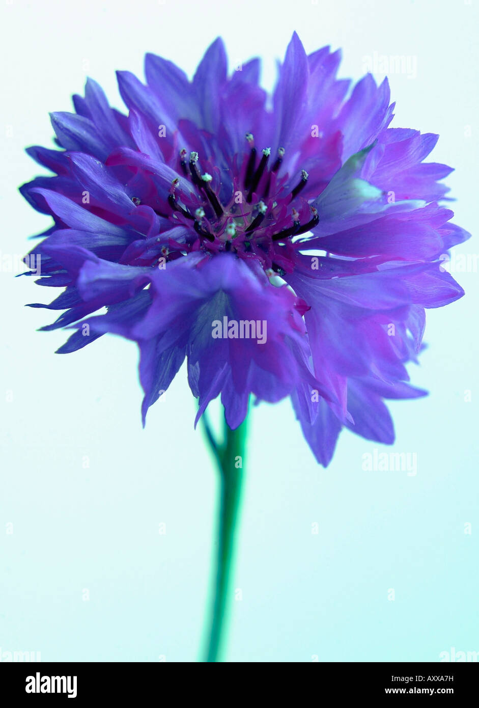 Plant Flower Cornflower Centaurea cyanus Blue, Centaurea, cyanus Stock ...