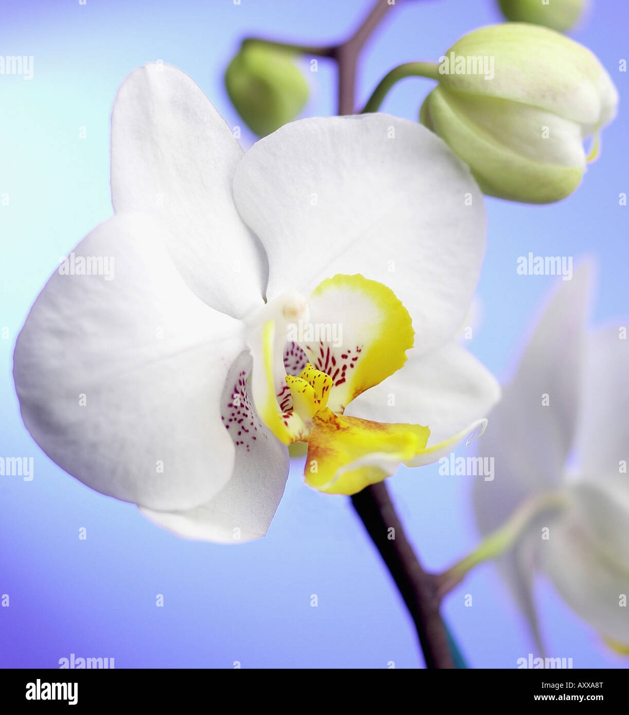 Orchid, Moth orchid, Moth, Phalaenopsis 'Jupiter', White, Phalaenopsis ...