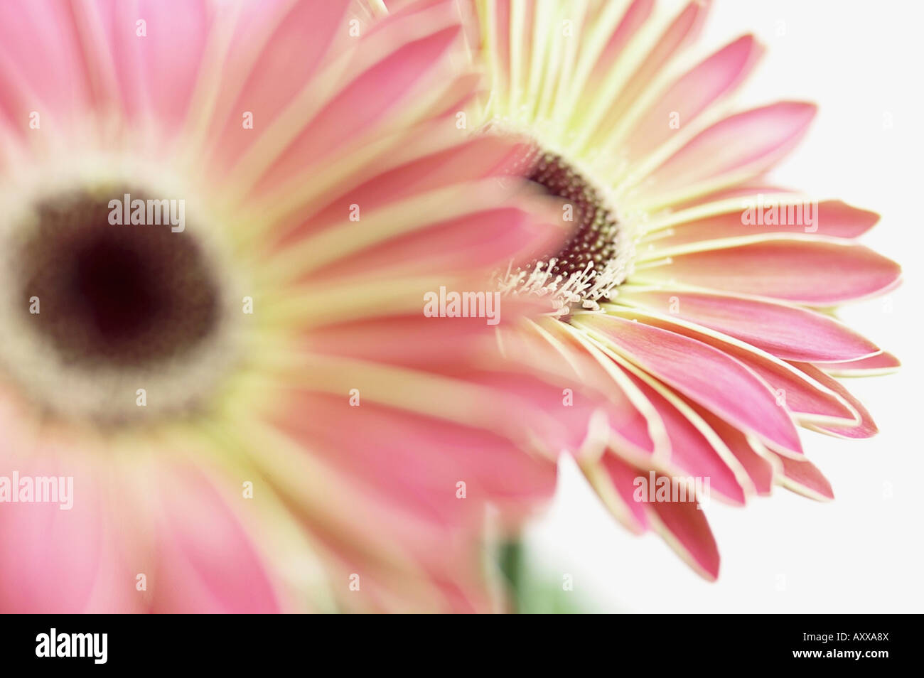 Gerbera, Gerbera, Pink Stock Photo - Alamy