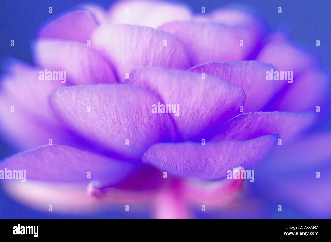 Ranunculus, Ranunculus, Mauve Stock Photo - Alamy