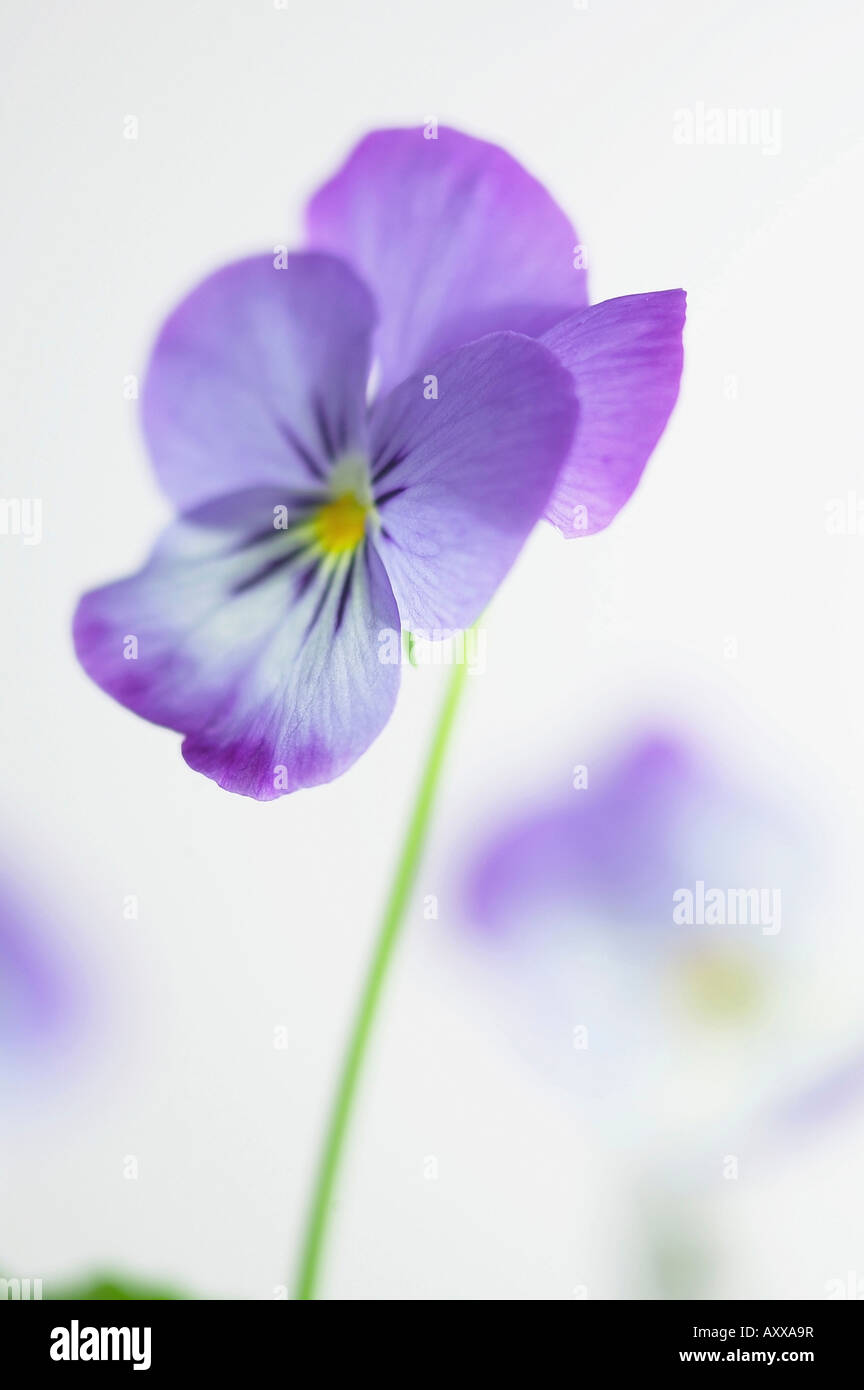 Viola, Viola, Blue Stock Photo - Alamy