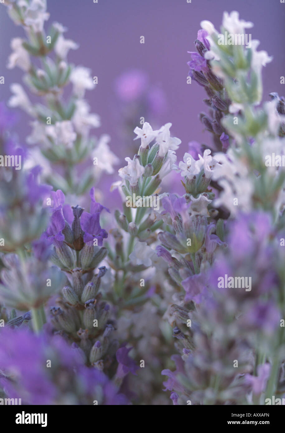 Lavender, Lavandula, Purple Stock Photo - Alamy