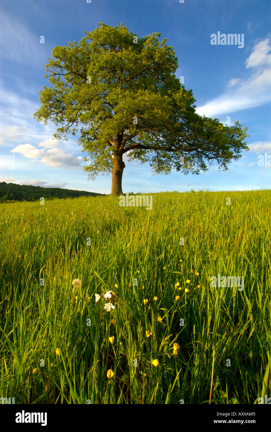 oak tree Shere Surrey UK Stock Photo - Alamy