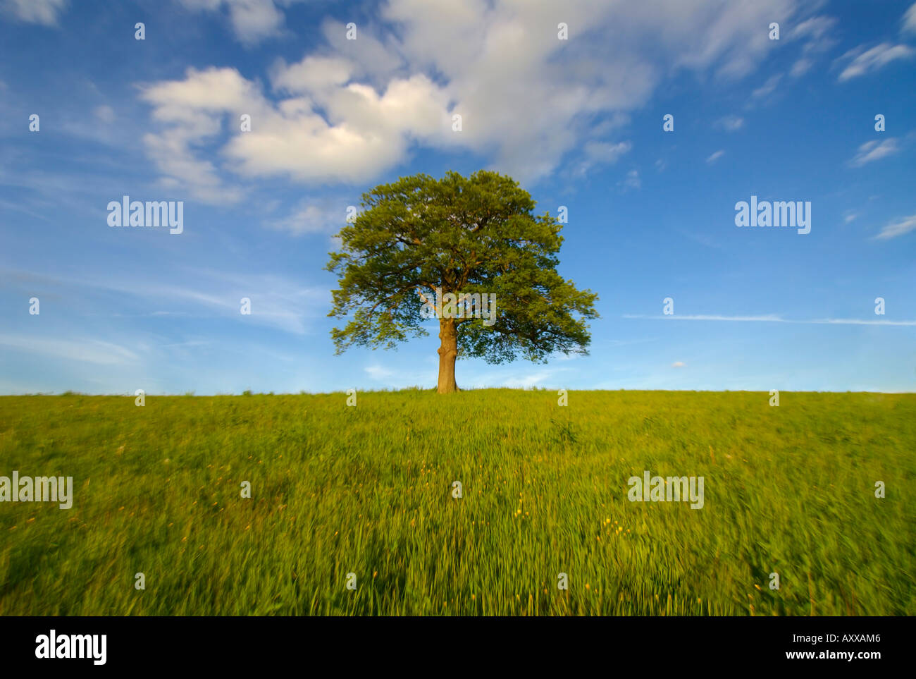 oak tree Shere Surrey UK Stock Photo - Alamy
