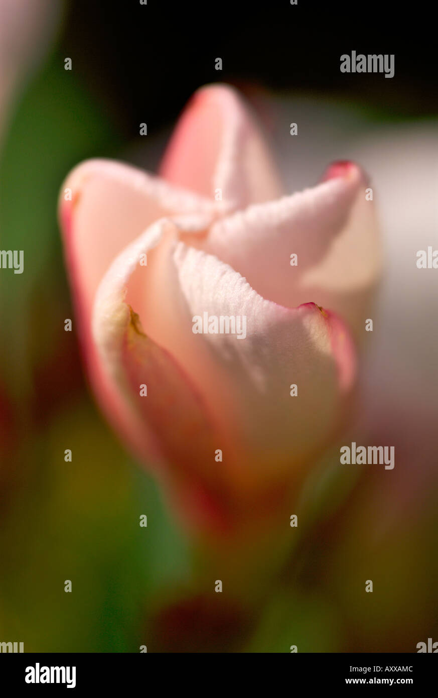 Nerium oleander uk hi-res stock photography and images - Alamy