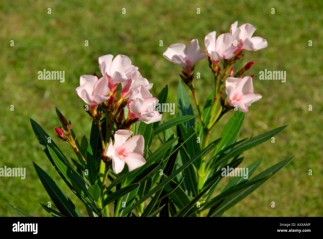 Nerium oleander uk hi-res stock photography and images - Alamy