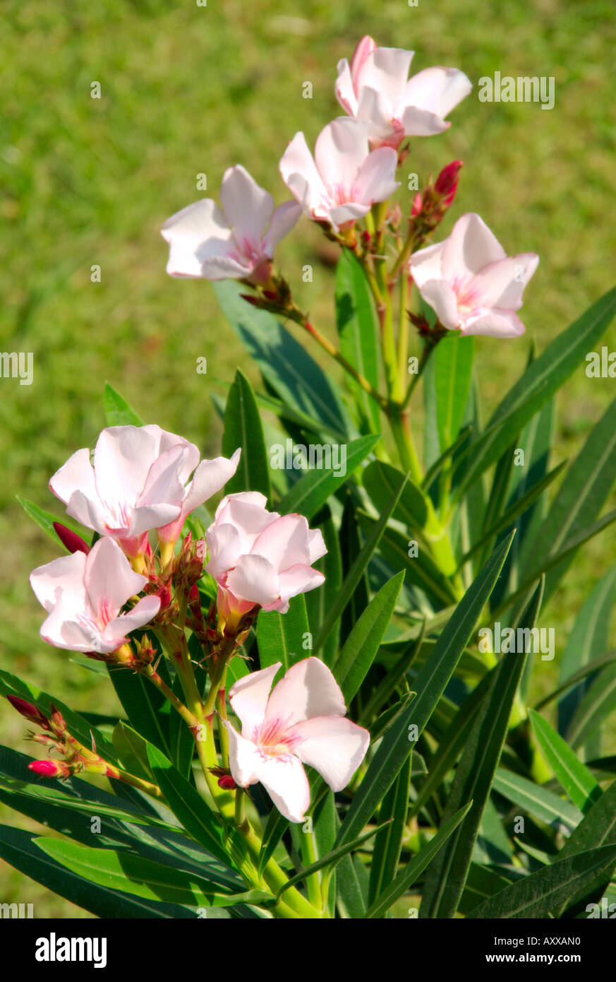 Nerium oleander uk hi-res stock photography and images - Alamy