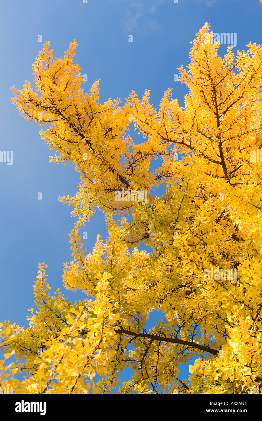 Ginko blue yellow hi-res stock photography and images - Alamy