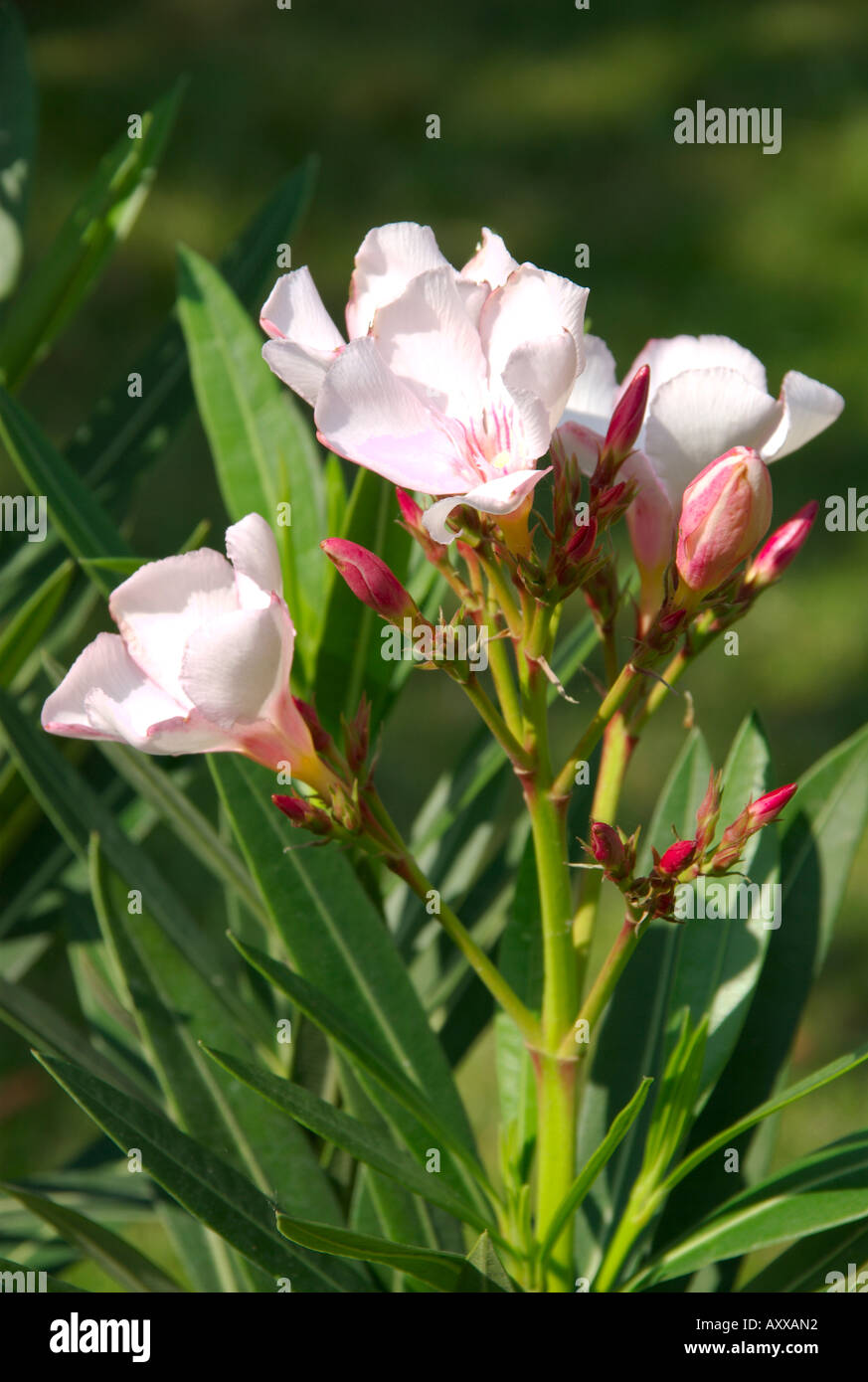 Europe UK england surrey oleander spring blossom Stock Photo - Alamy