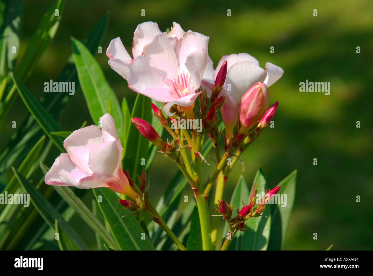 Nerium oleander uk hi-res stock photography and images - Alamy