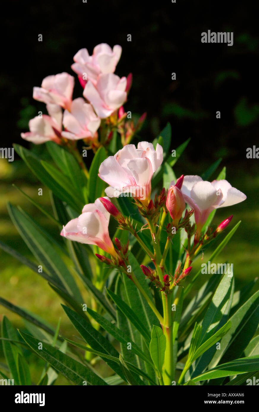 Nerium oleander uk hi-res stock photography and images - Alamy