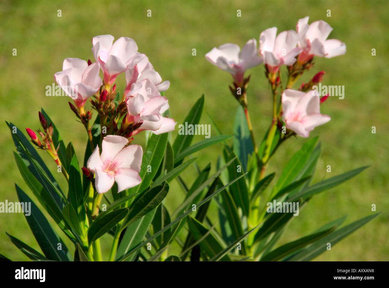 Nerium oleander uk hi-res stock photography and images - Alamy