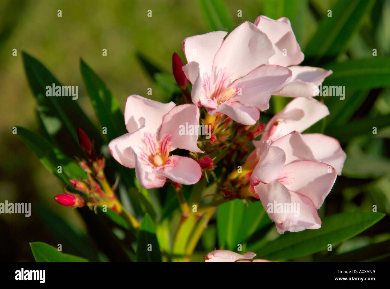 Europe UK england surrey oleander spring blossom Stock Photo - Alamy