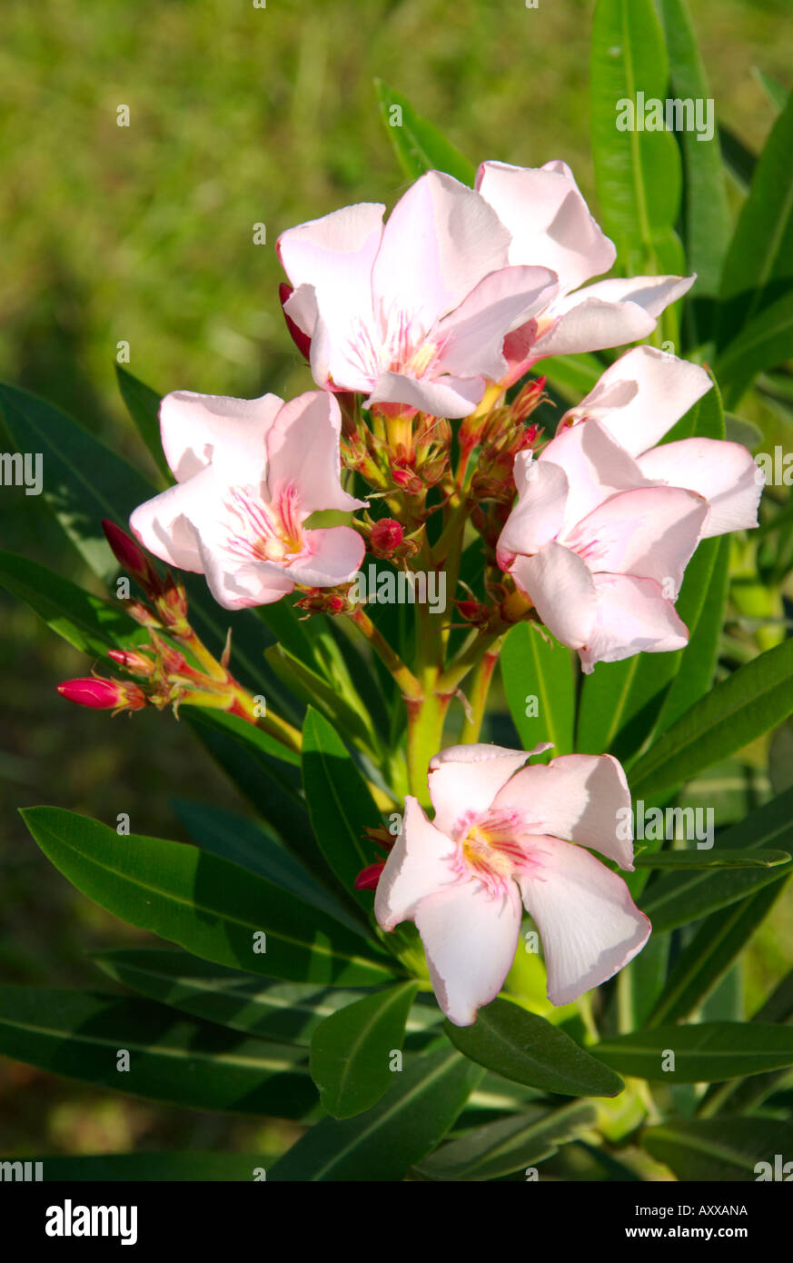 Nerium oleander uk hi-res stock photography and images - Alamy