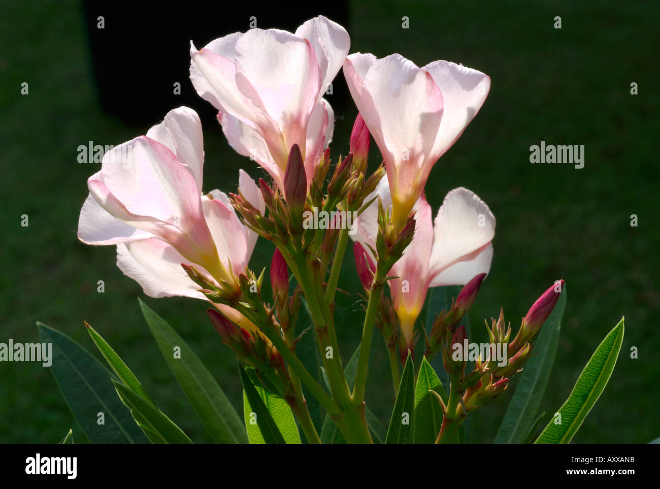 Europe UK england surrey oleander spring blossom Stock Photo - Alamy
